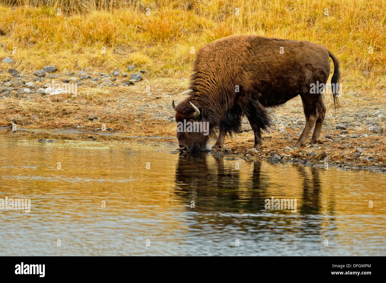 Bison drinking water hi-res stock photography and images - Alamy
