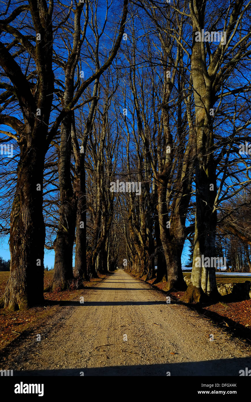 Sleepy trees hi-res stock photography and images - Alamy