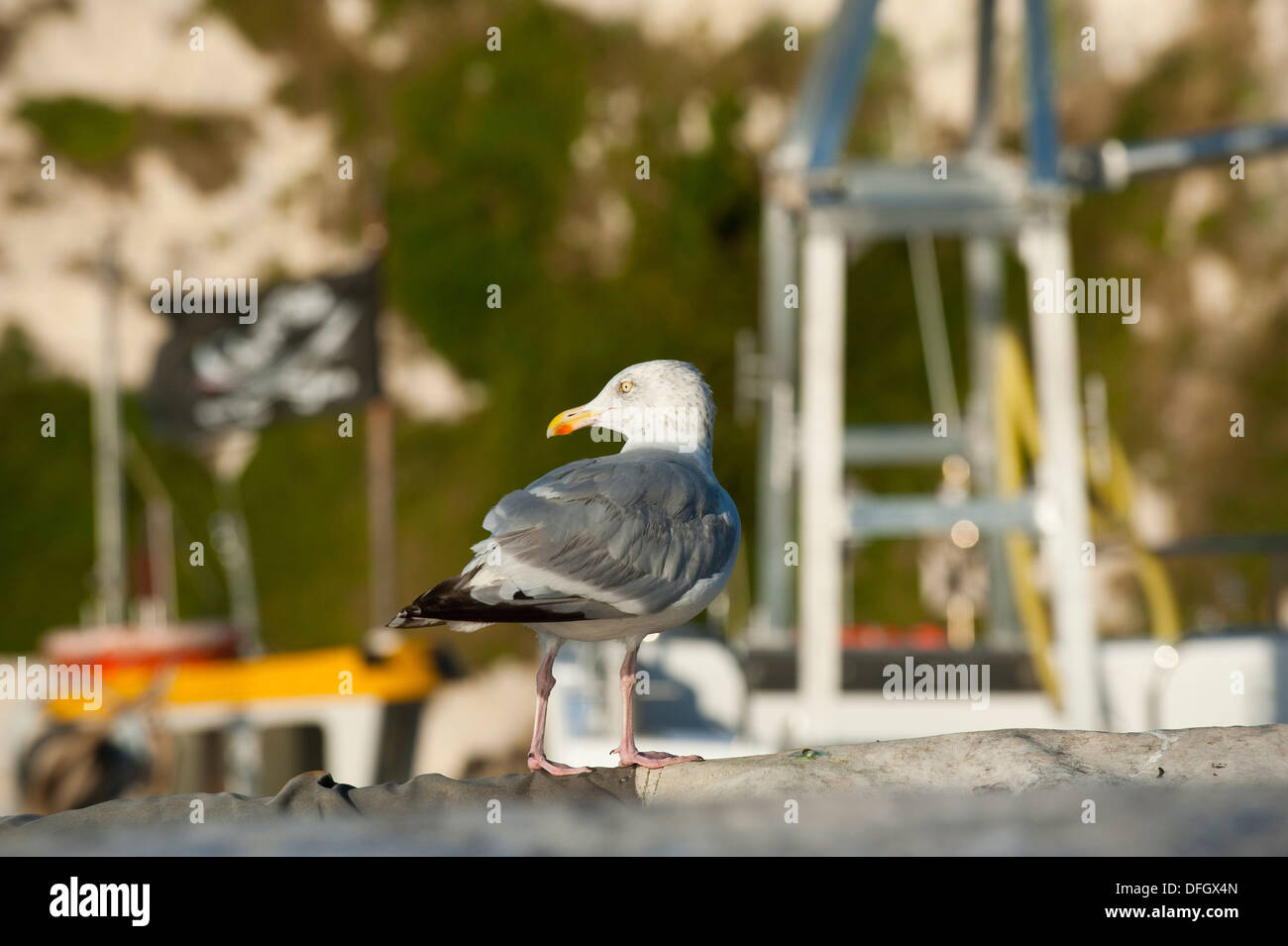 Common gull on beach at Beer Devon Uk Stock Photo - Alamy