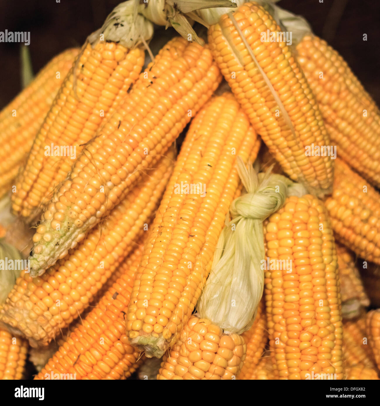 Fresh yellow corn pile on the local market. Crop Background Stock Photo ...