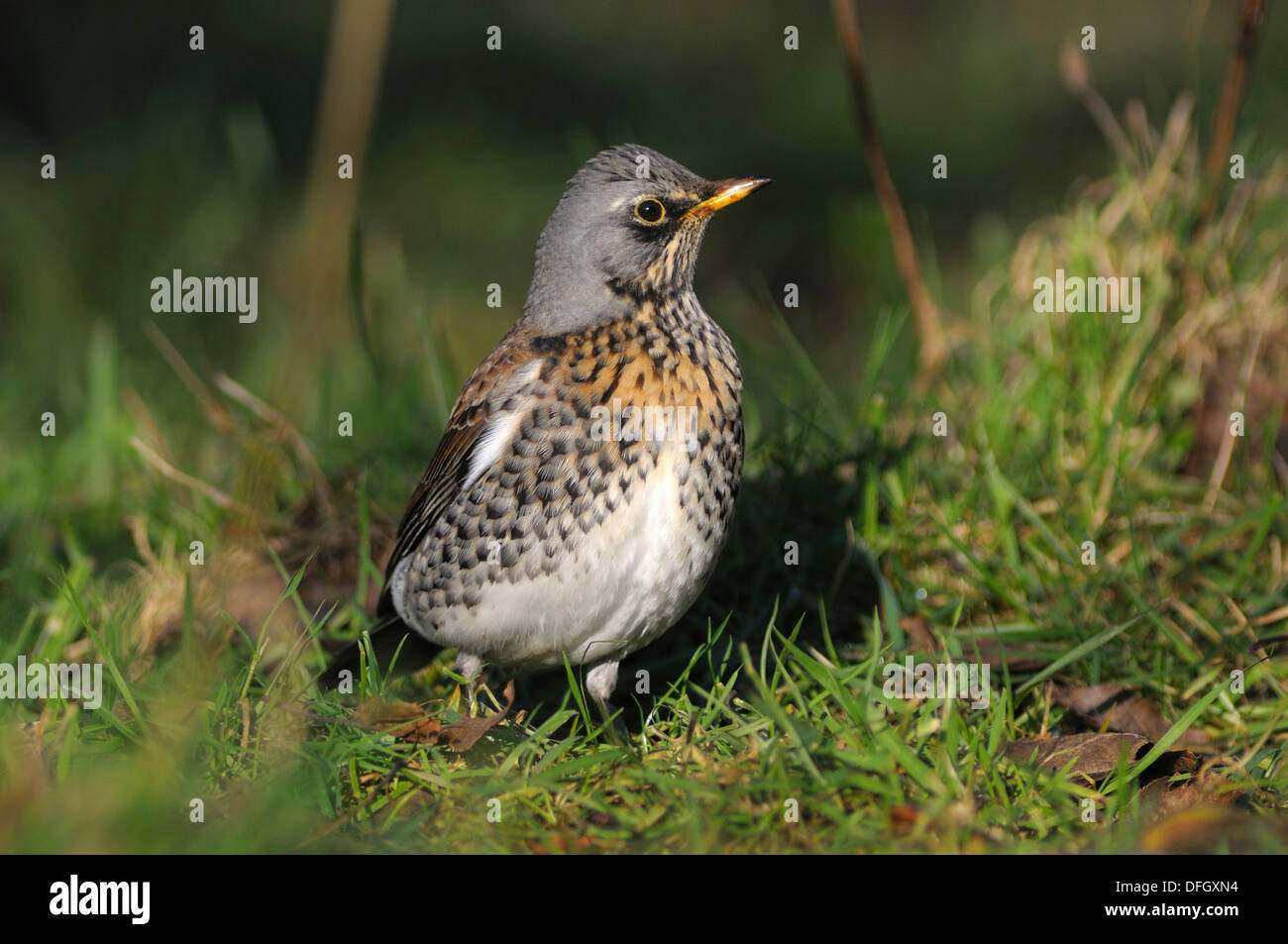 Fieldfare hi-res stock photography and images - Alamy