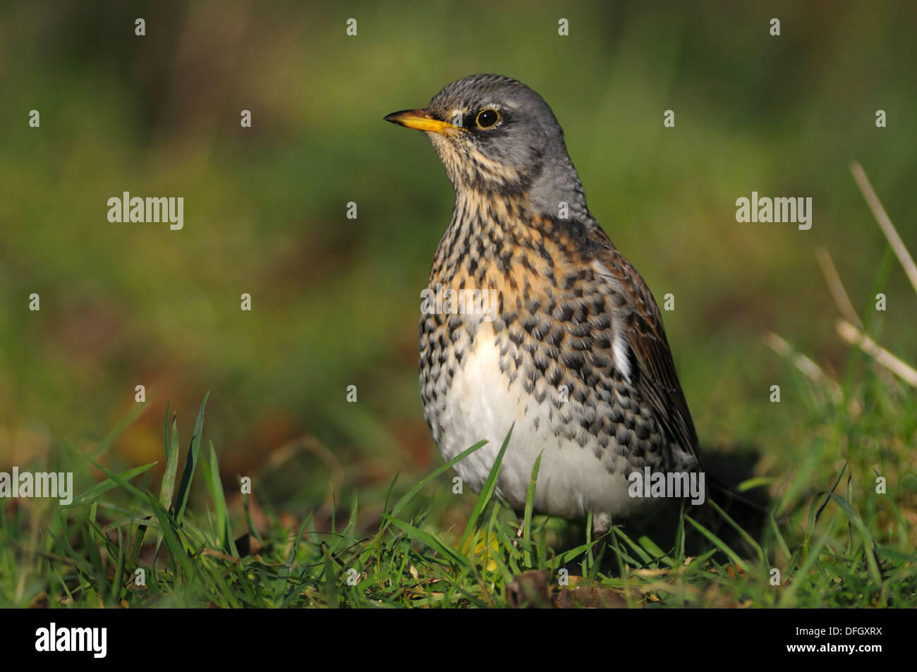 Fieldfare hi-res stock photography and images - Alamy