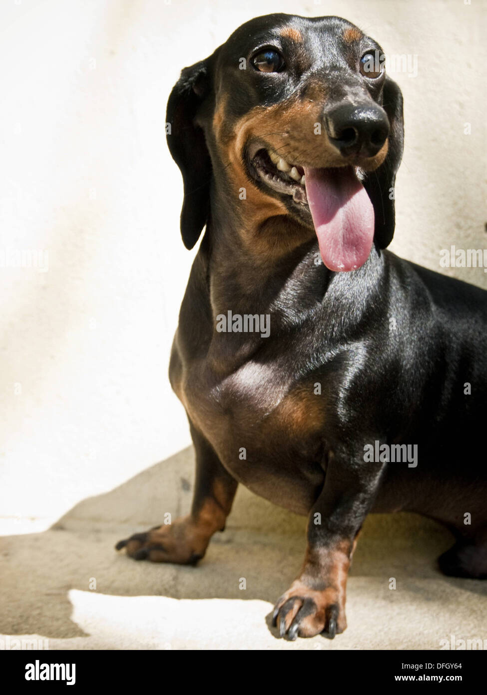 Baby bonito hi-res stock photography and images - Alamy