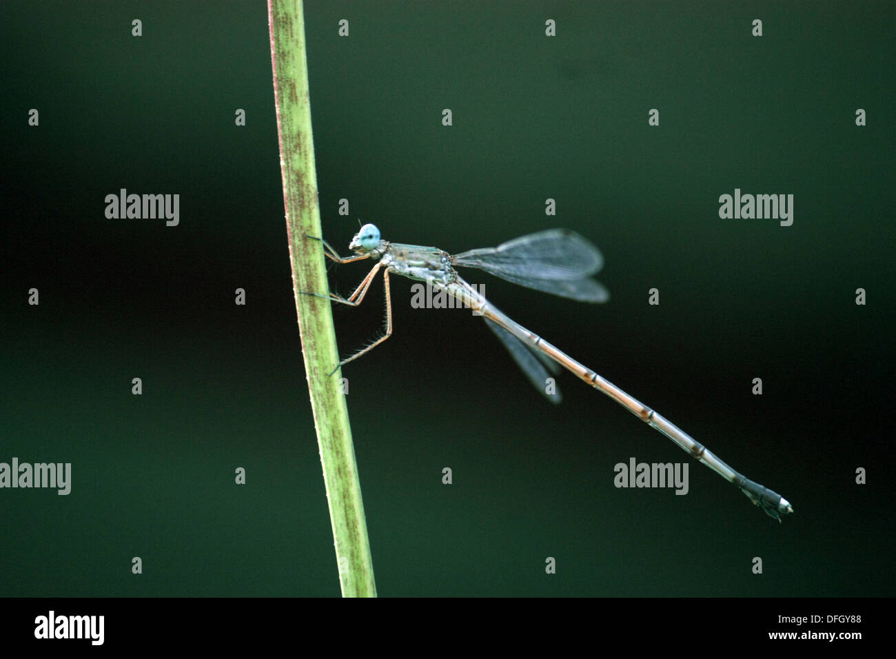 Fly chopper hi-res stock photography and images - Alamy