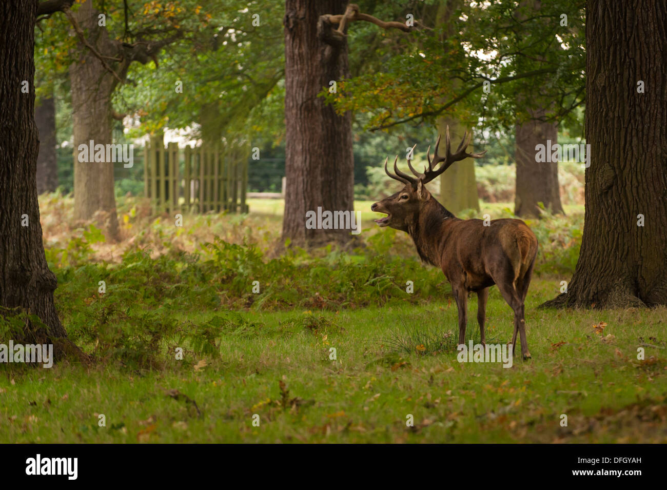 London Richmond upon Thames Royal Richmond Park parks fallow deer deers ...