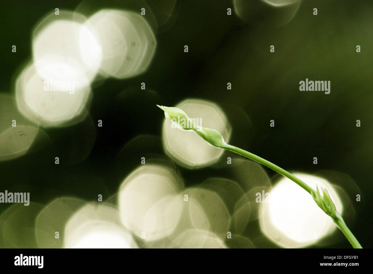 Budding stage - A plant growing Stock Photo - Alamy