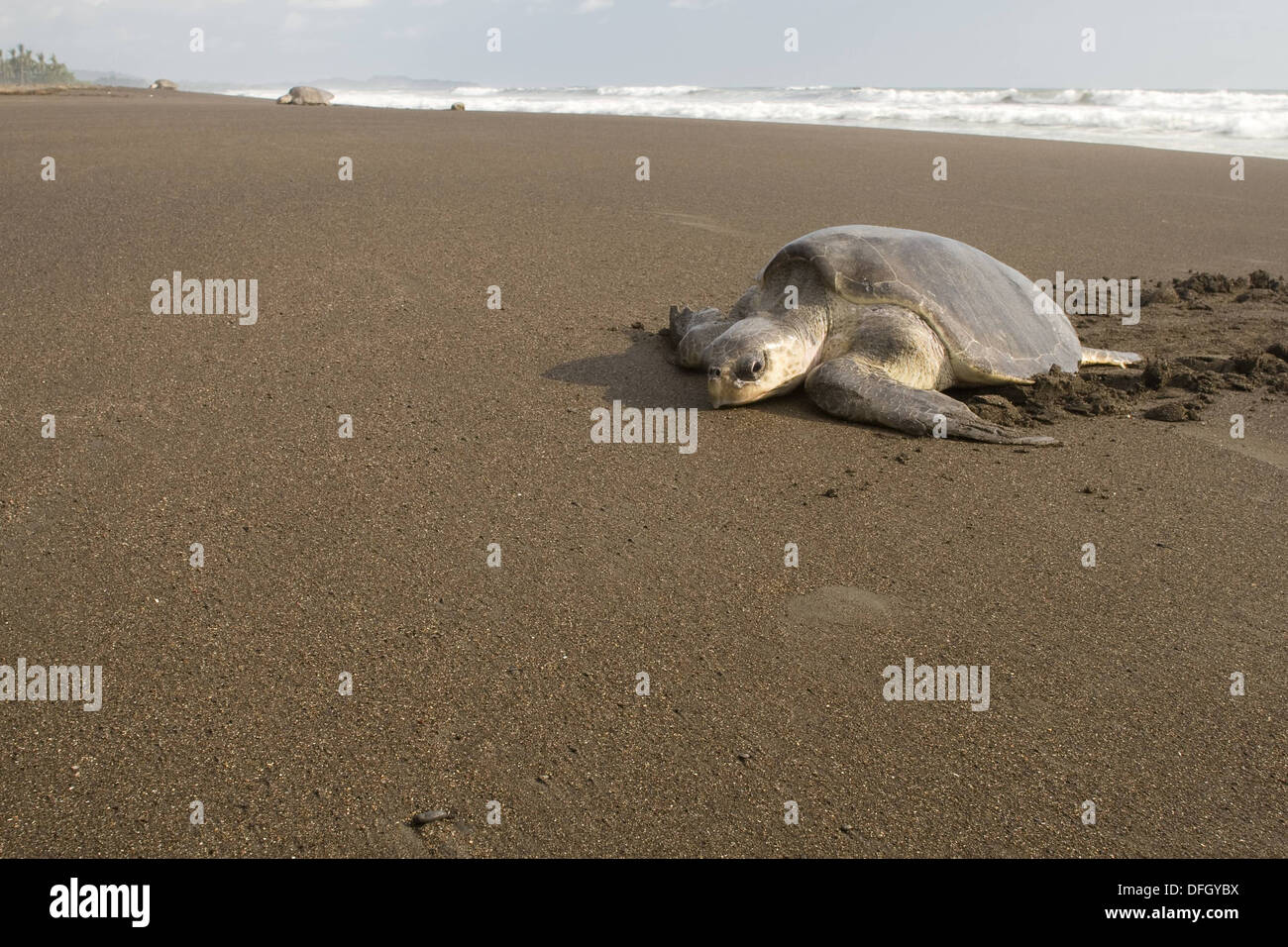 Turtle arribada costa rica hi-res stock photography and images - Alamy