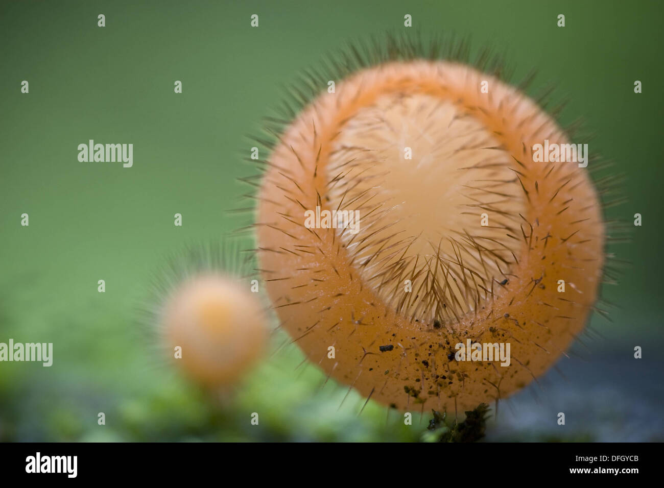 Phylum Ascomycota Microscope