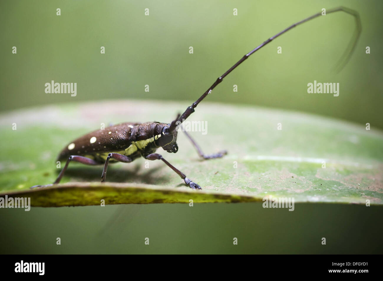 Longhorn beetle costa rica macro hi-res stock photography and images ...