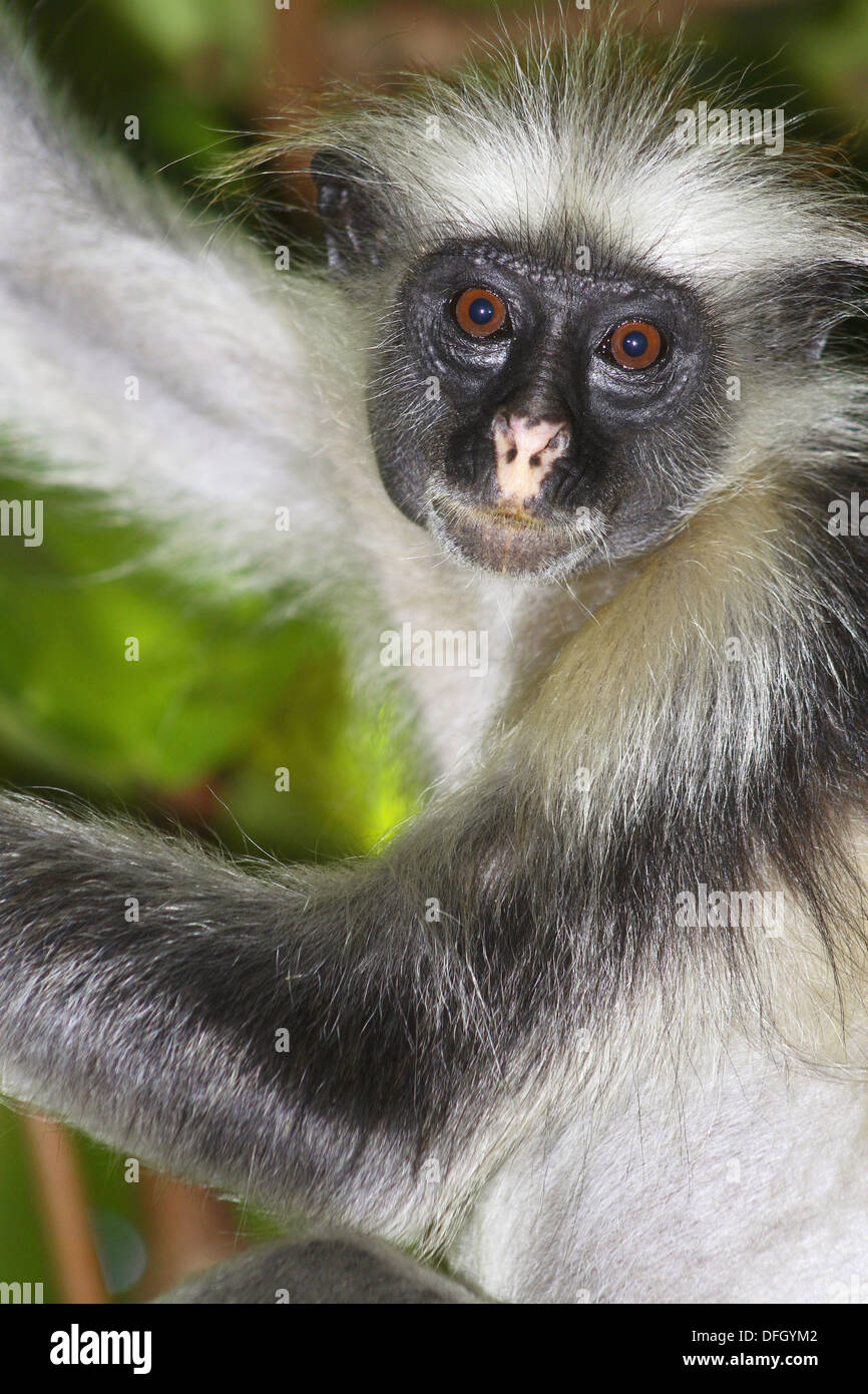 Zanzibar Red Colobus Monkey feeding in the Jozani Forest Stock Photo ... Zanzibar Red Colobus Monkey feeding in the Jozani Forest Stock Photo ...