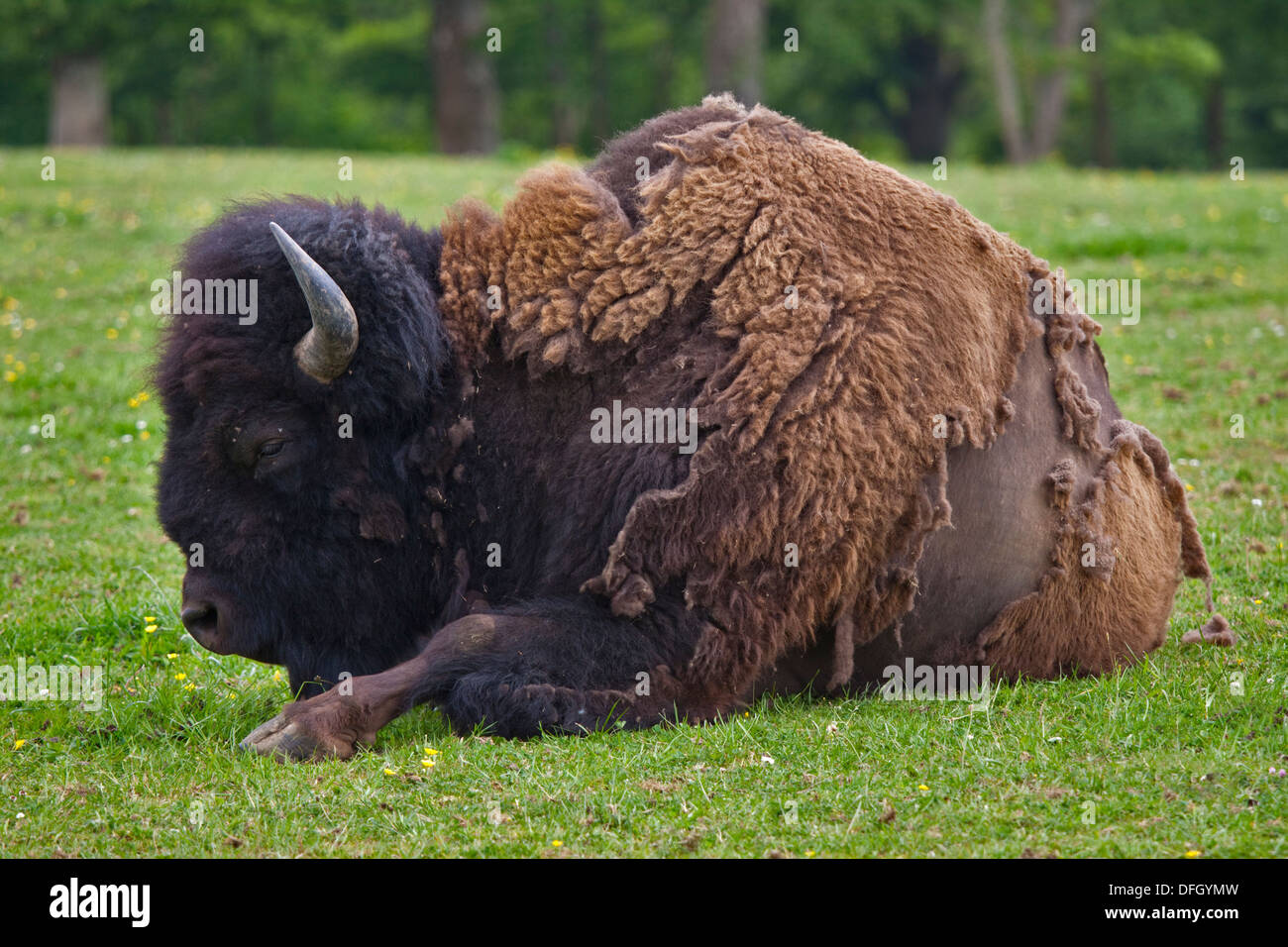 Bison farm hi-res stock photography and images - Alamy