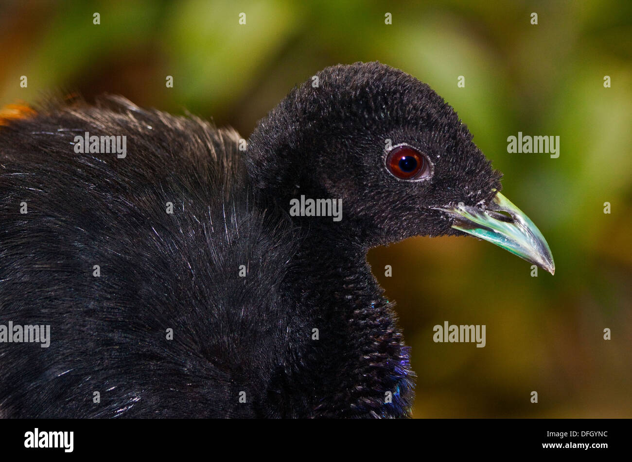 Grey Winged Trumpeter (psophia crepitans Stock Photo - Alamy