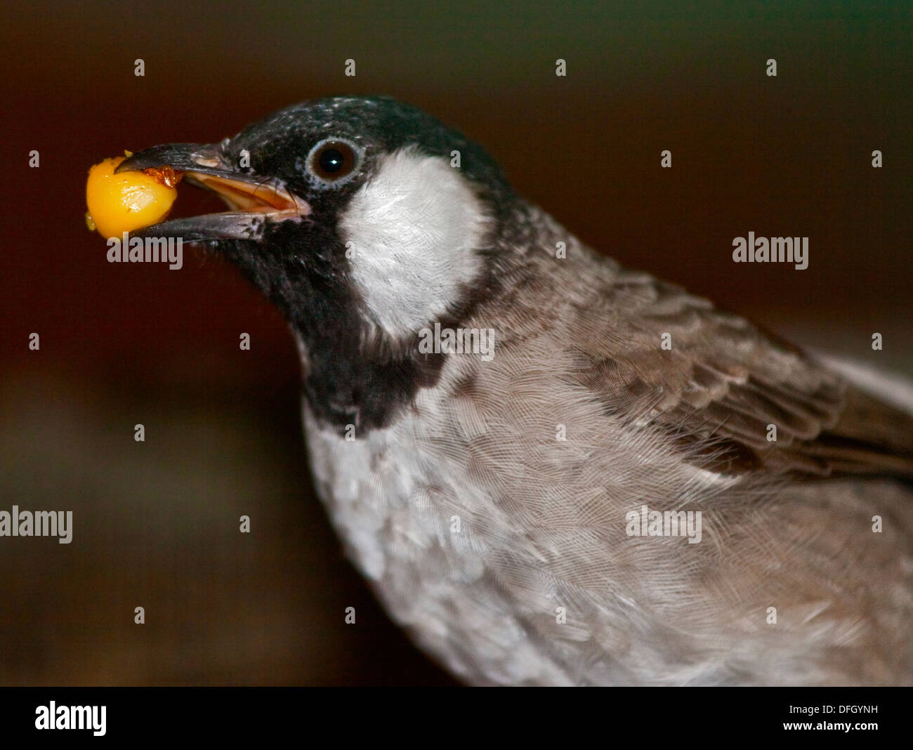 White Cheeked/Himalayan Bulbul (pycnonotus leucogenys) with Berry Stock ...