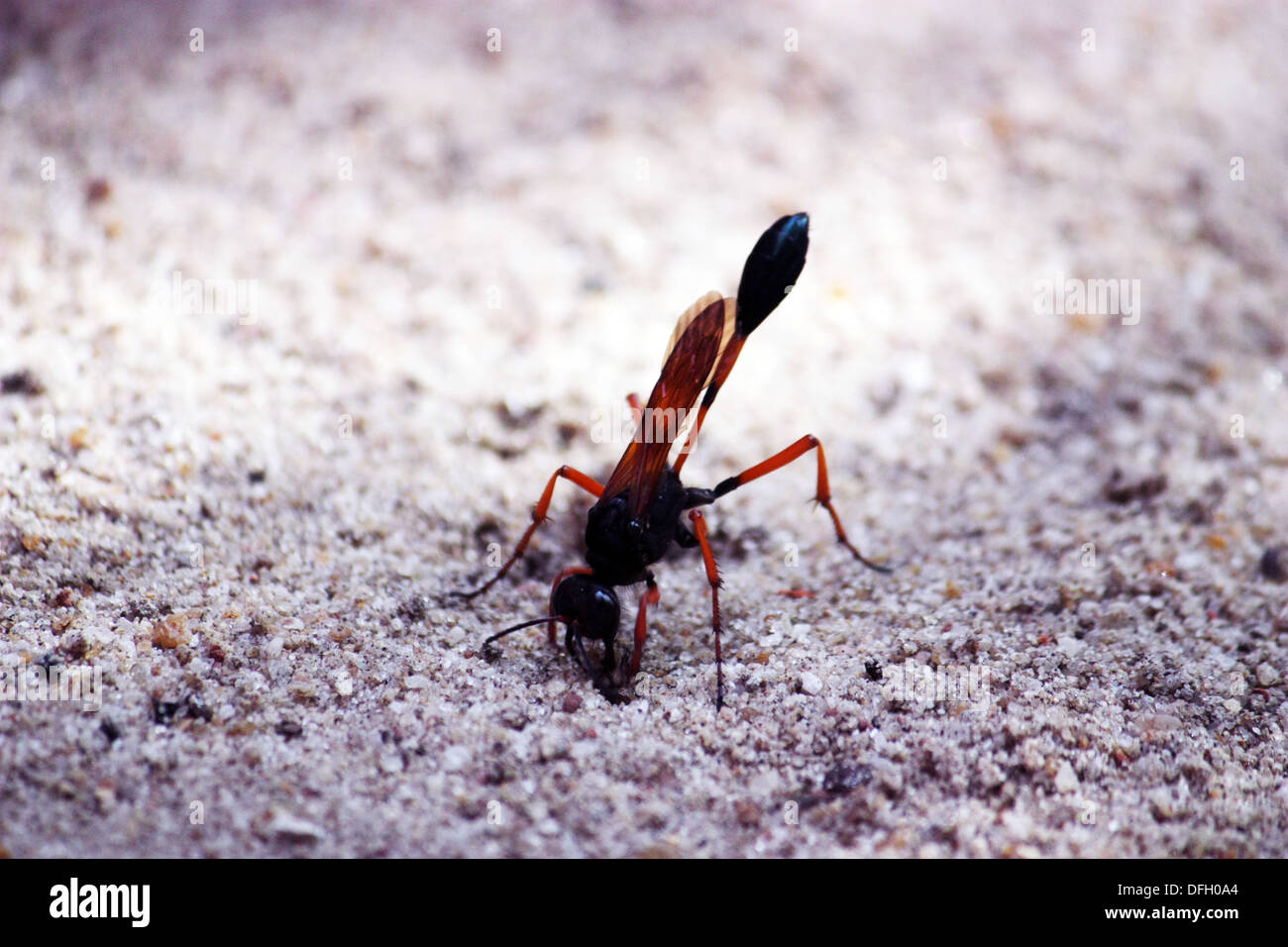 Busy in her work - Found this insect busy with digging a hole Stock ...