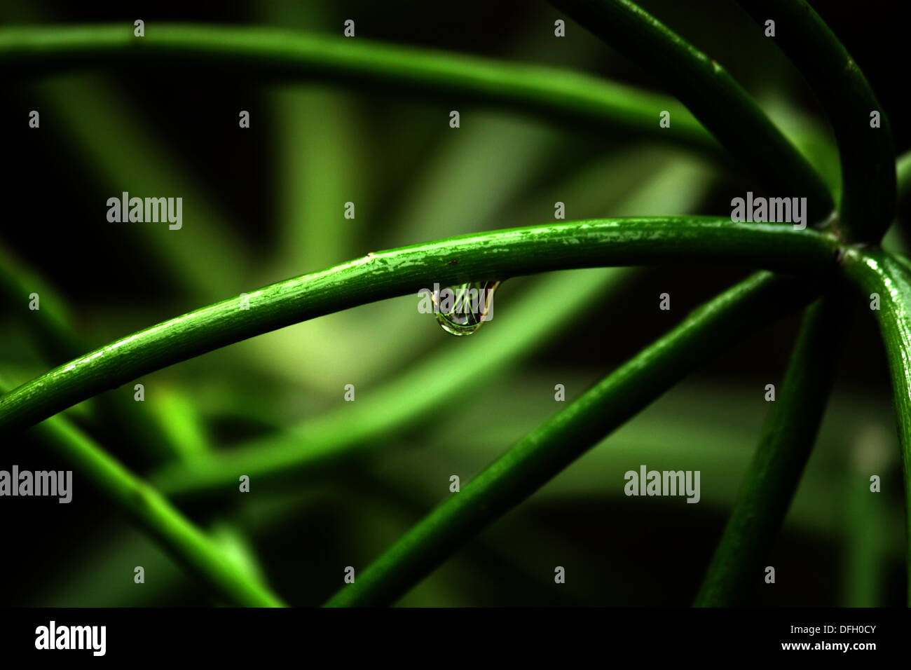 Leafless stem hi-res stock photography and images - Alamy