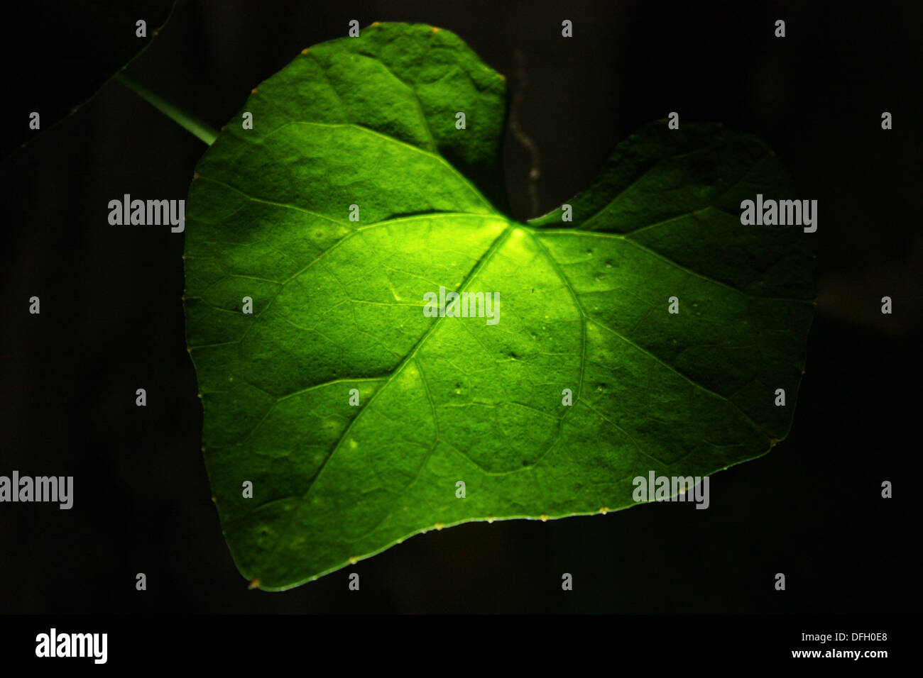 Backlit Leaf - A green leaf lighted up from behind at night Stock Photo ...
