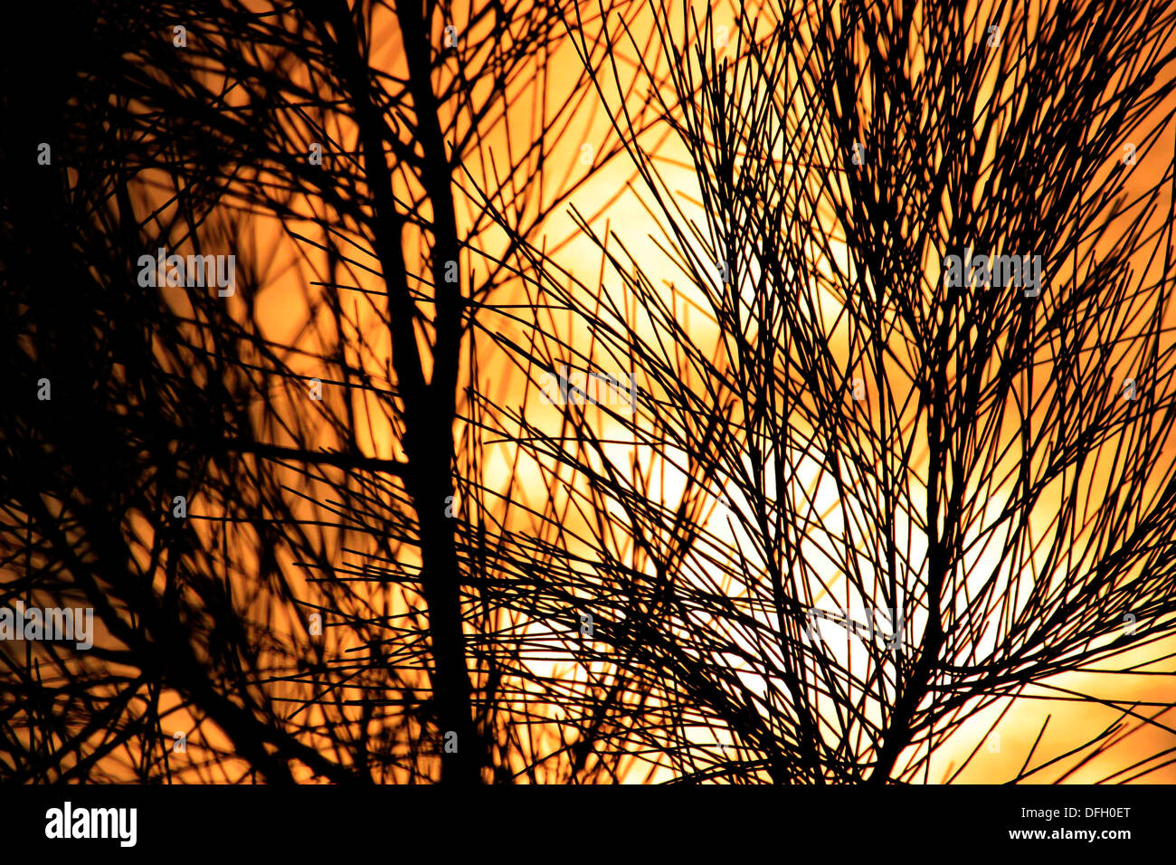 Messed up The image shows the branches of a coniferous tree in the ...