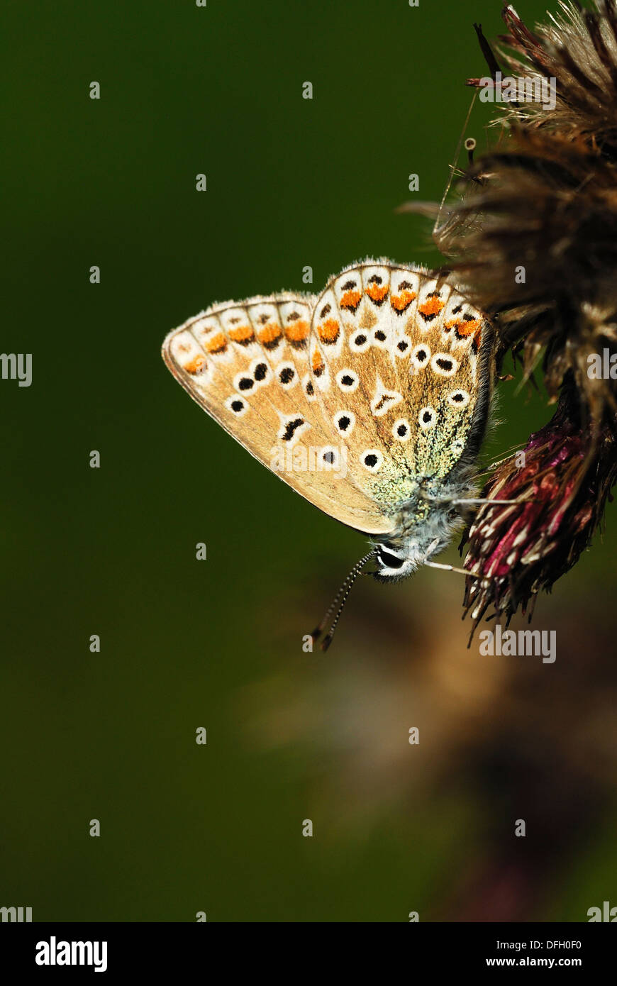 A common blue butterfly at rest UK Stock Photo - Alamy