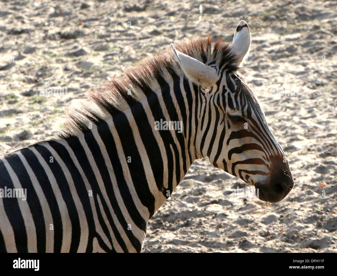 Free upper body hi-res stock photography and images - Alamy