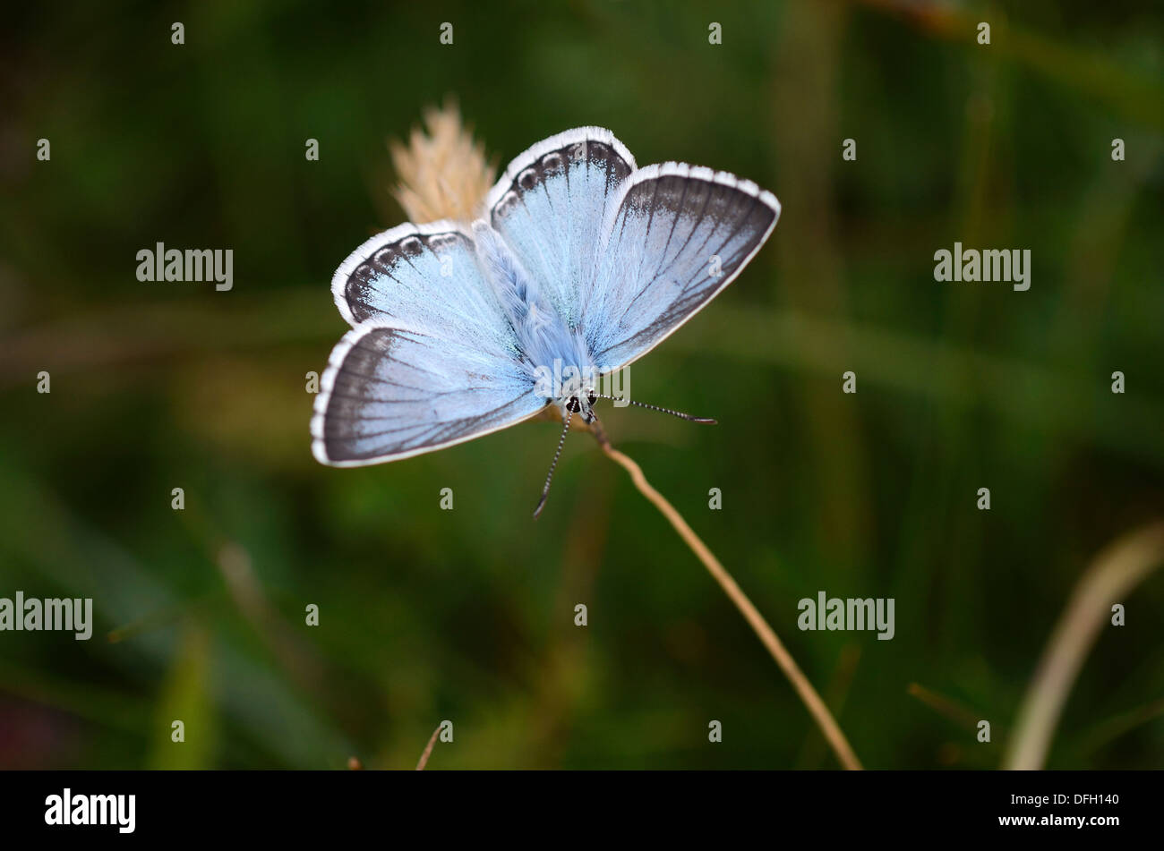 Chalkhill blue hi-res stock photography and images - Alamy