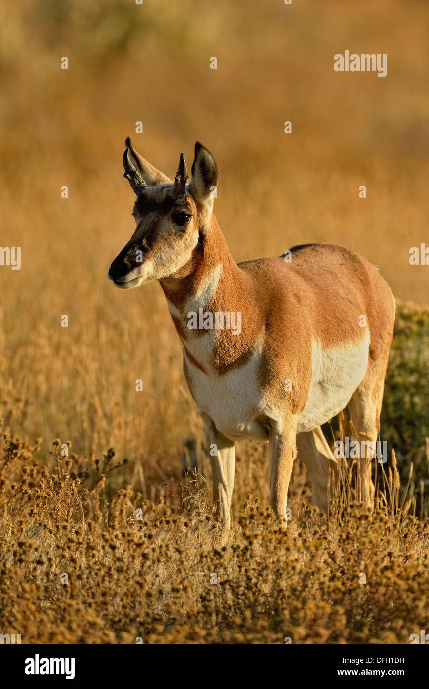 Pronghorn grazing fall hi-res stock photography and images - Alamy