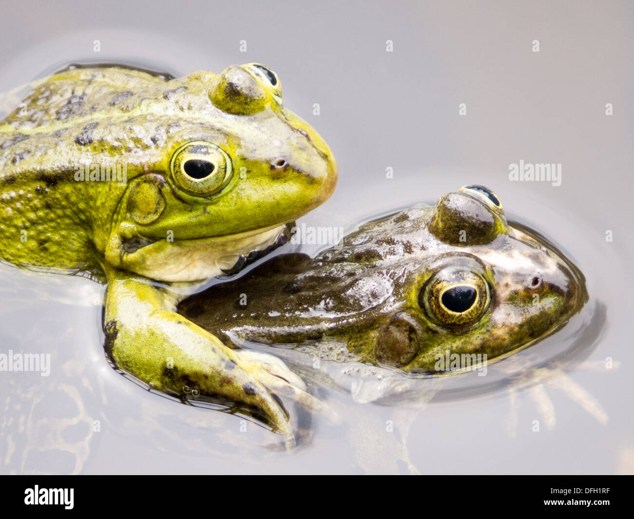 Mating pool frogs hi-res stock photography and images - Alamy