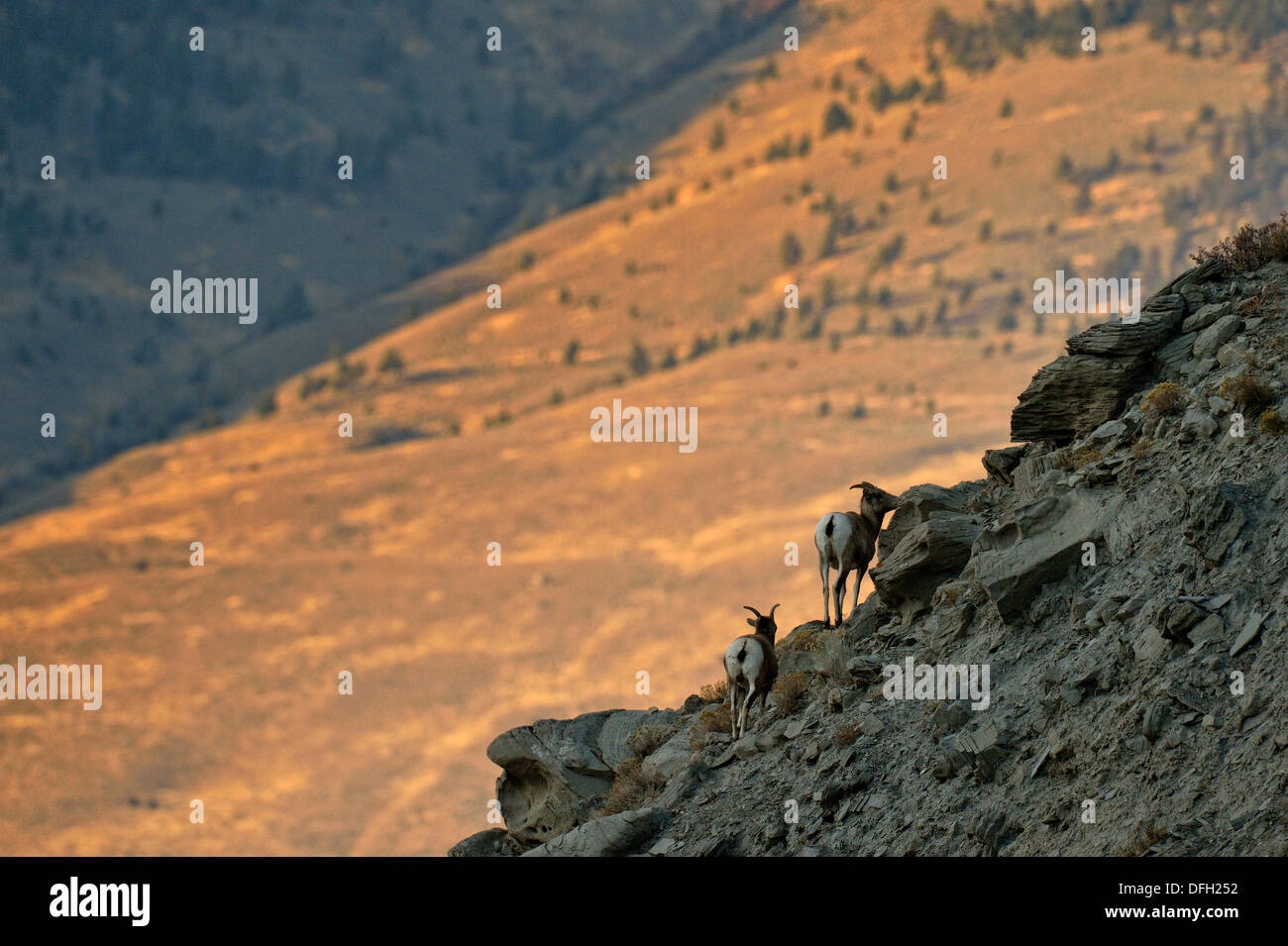 Bighorn sheep Ovis canadensis Climbing to safety for the night in the ...