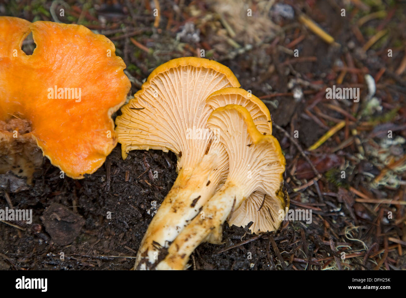 Decurrent hi-res stock photography and images - Alamy