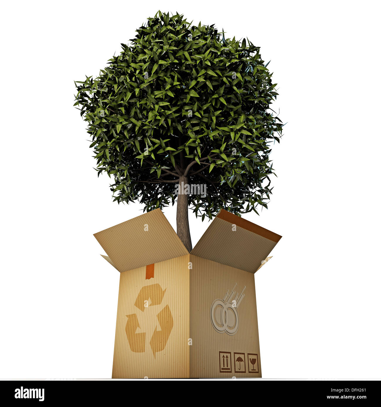 green tree in a box isolated on white background Stock Photo - Alamy