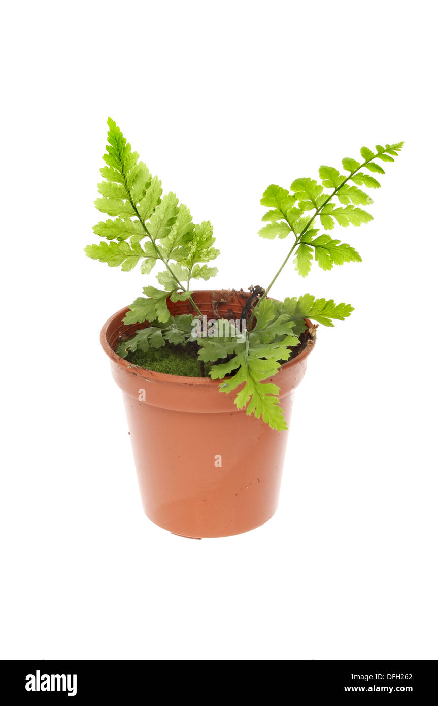 Fern plant pot hi-res stock photography and images - Alamy