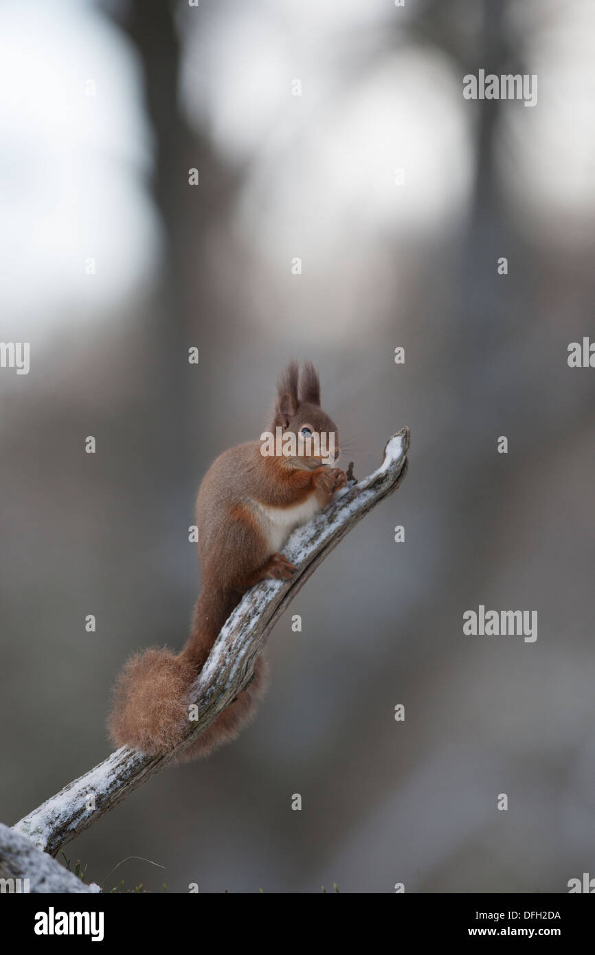 Red Squirrel. Cairngorms national Park. Scotland Stock Photo - Alamy