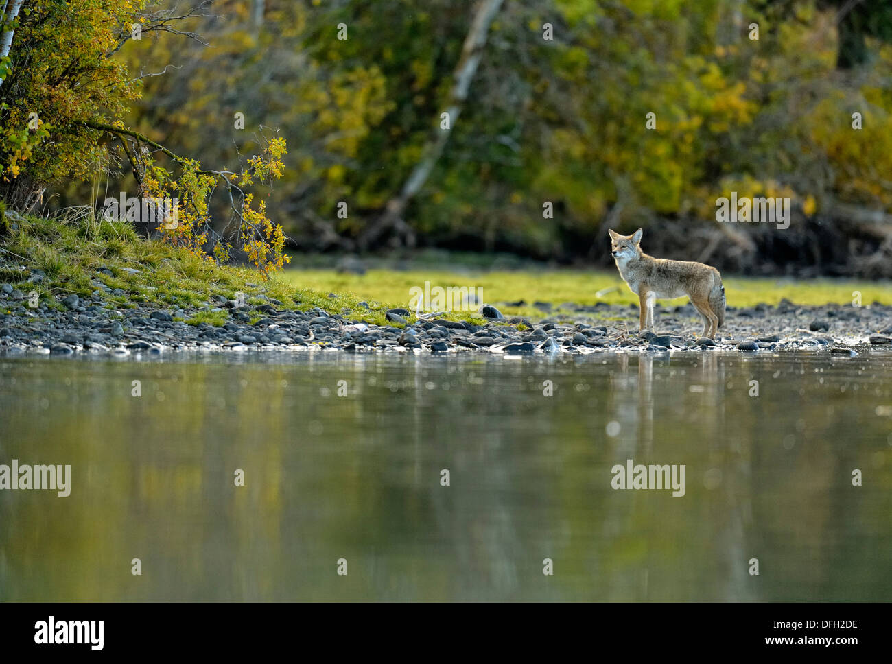 Coyote Canis latrans, Chilcotin Wilderness, British Columbia, Canada ...