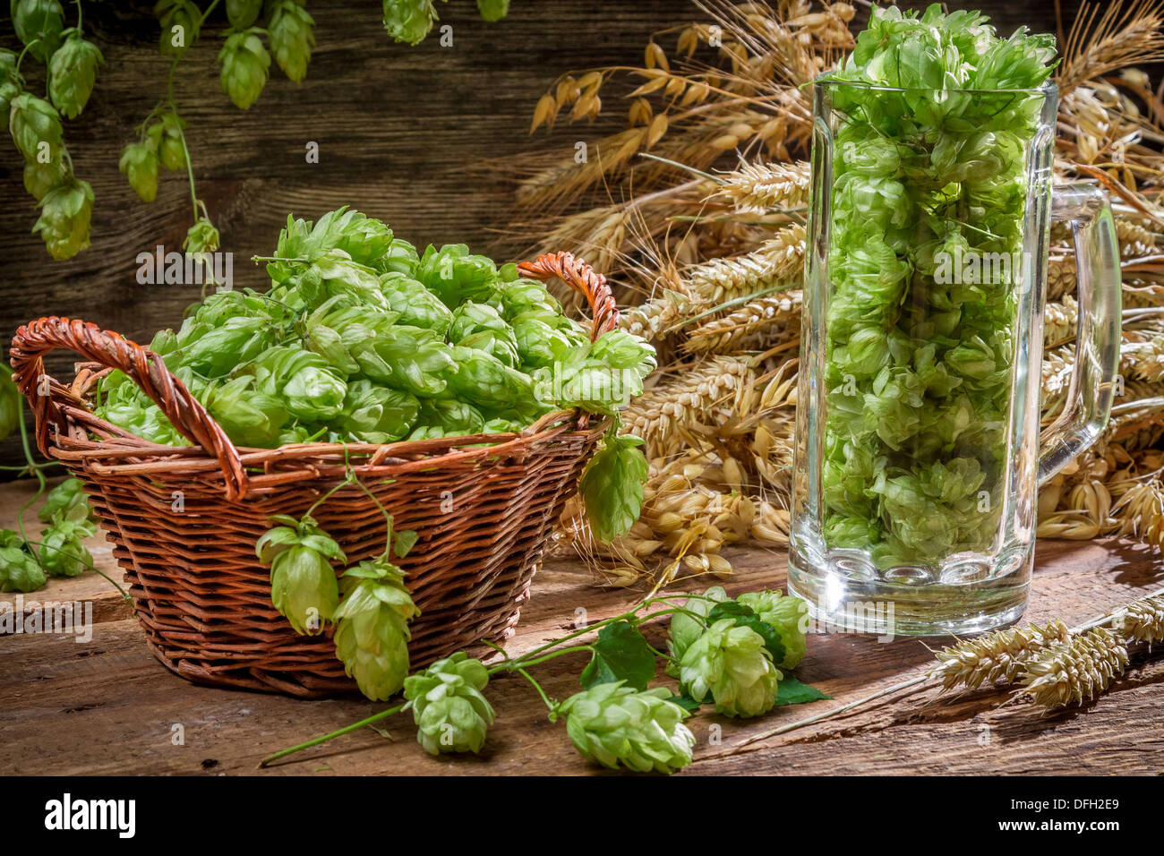 Hop cones collected in a wicker basket Stock Photo - Alamy