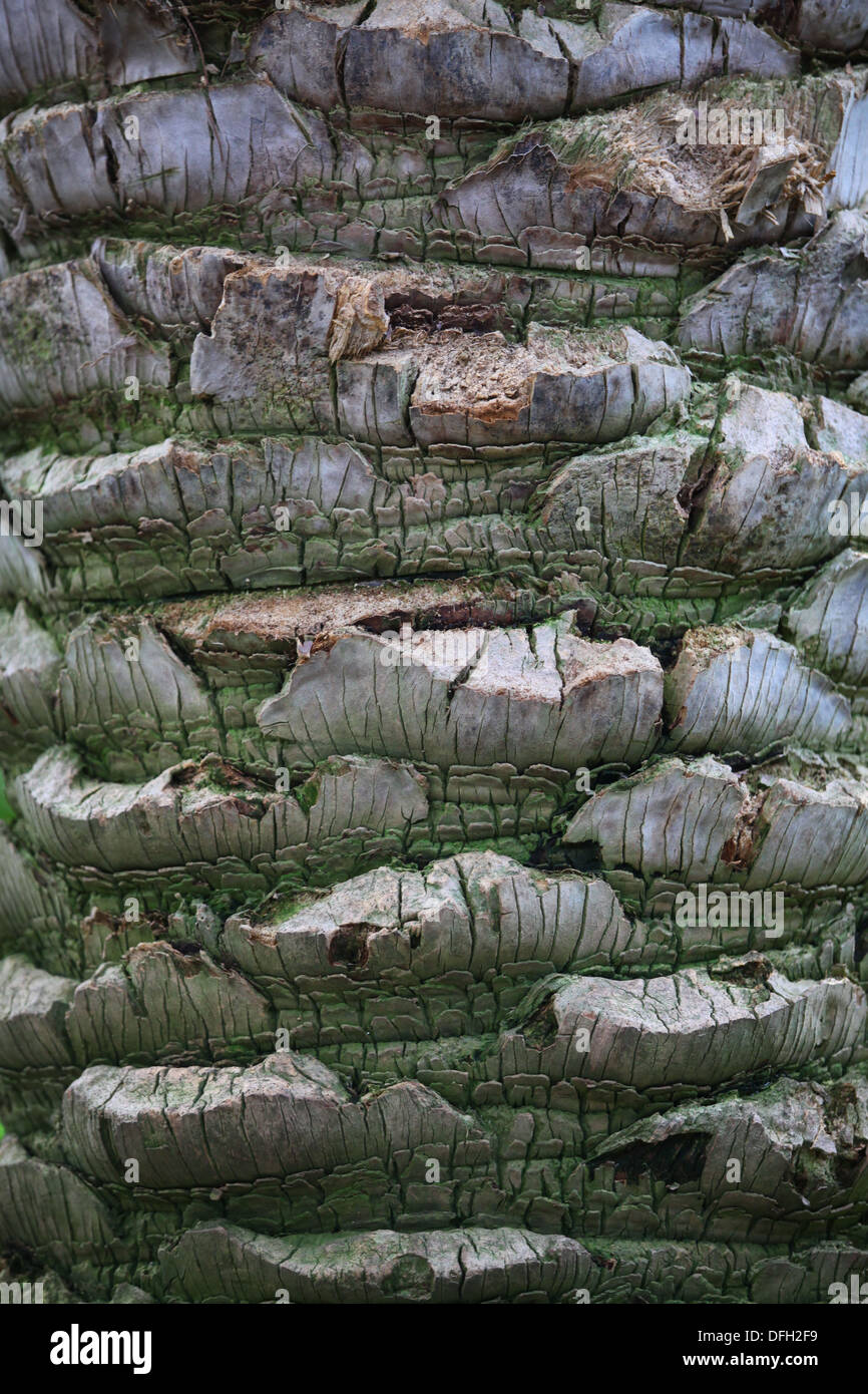 Highly textured tree bark Stock Photo - Alamy