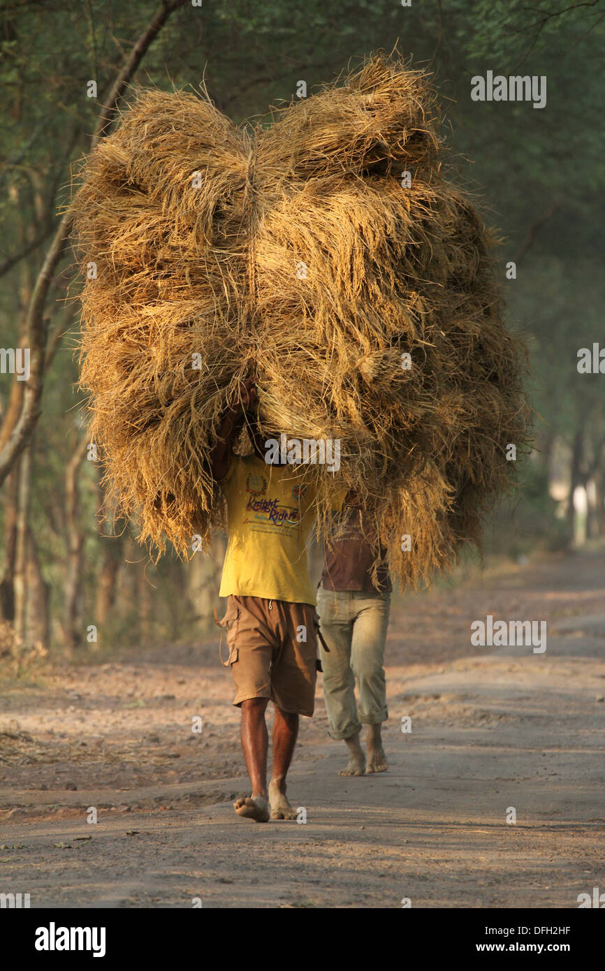 Paddy transportation hi-res stock photography and images - Alamy