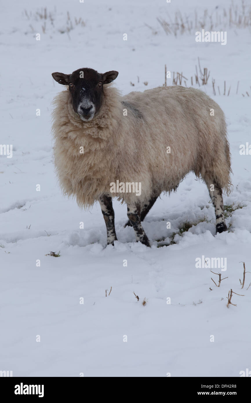 Ewe and sheep hi-res stock photography and images - Alamy