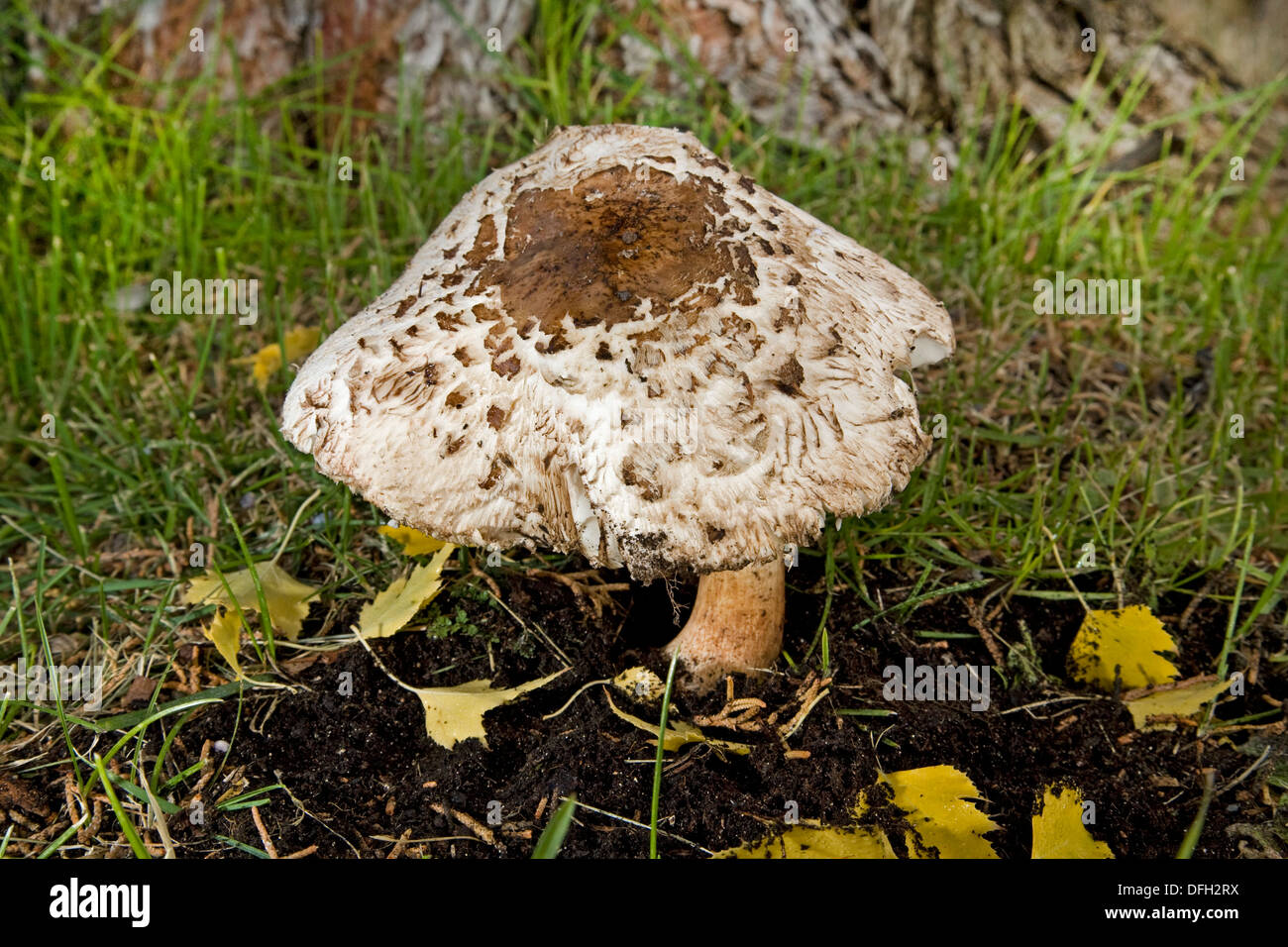 Parasol chlorophyllum rachodes hi-res stock photography and images - Alamy