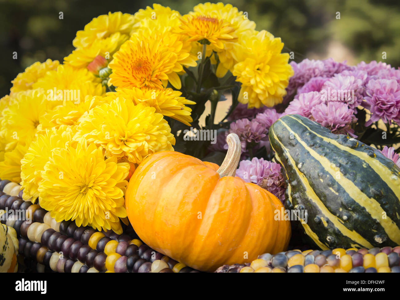 Autumn mums hi-res stock photography and images - Alamy