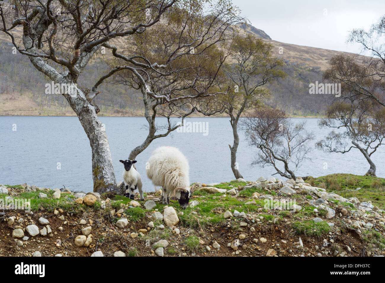 Loch ewe scotland hi-res stock photography and images - Alamy