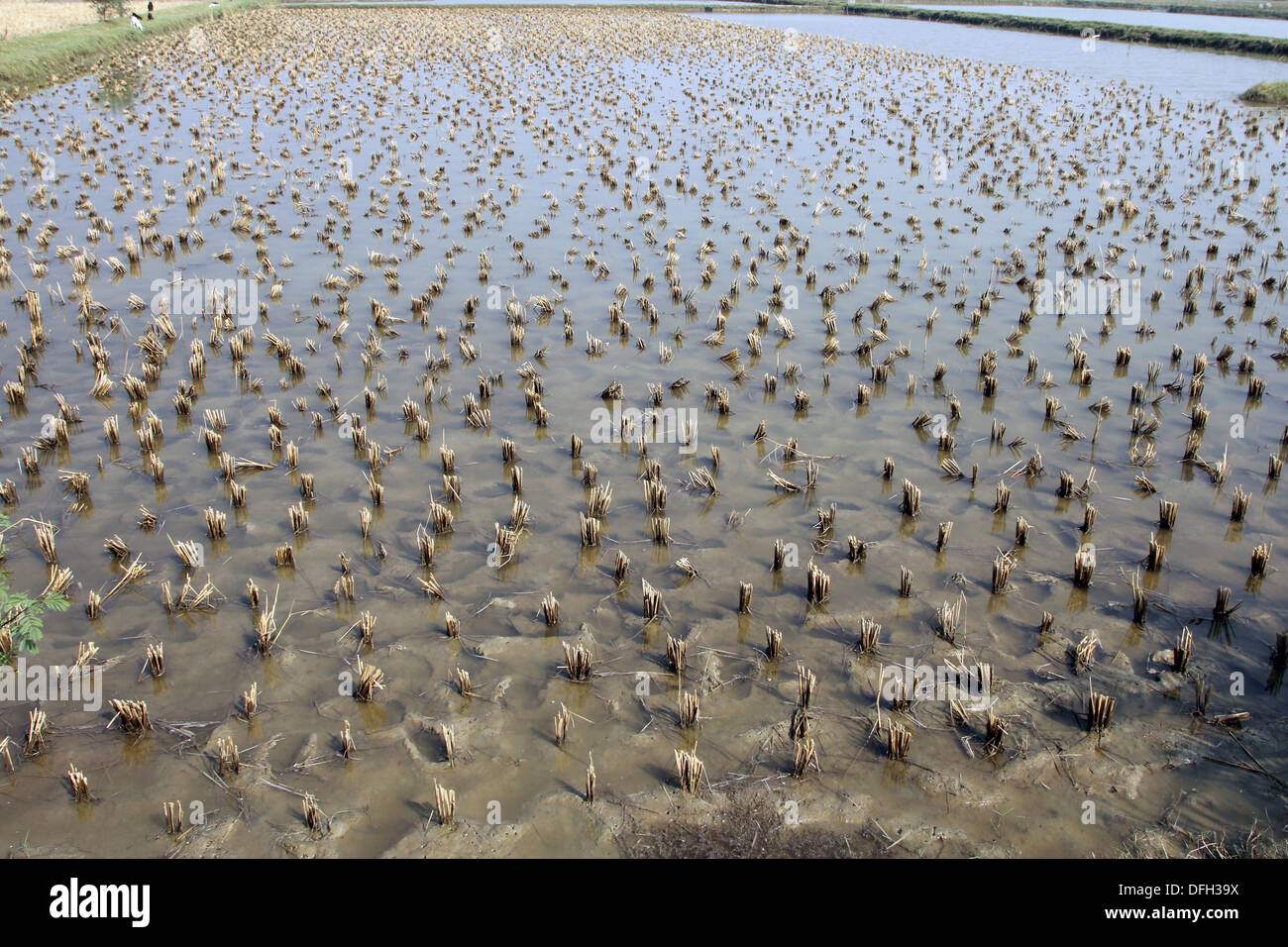 Rice field just after harvesting Stock Photo - Alamy