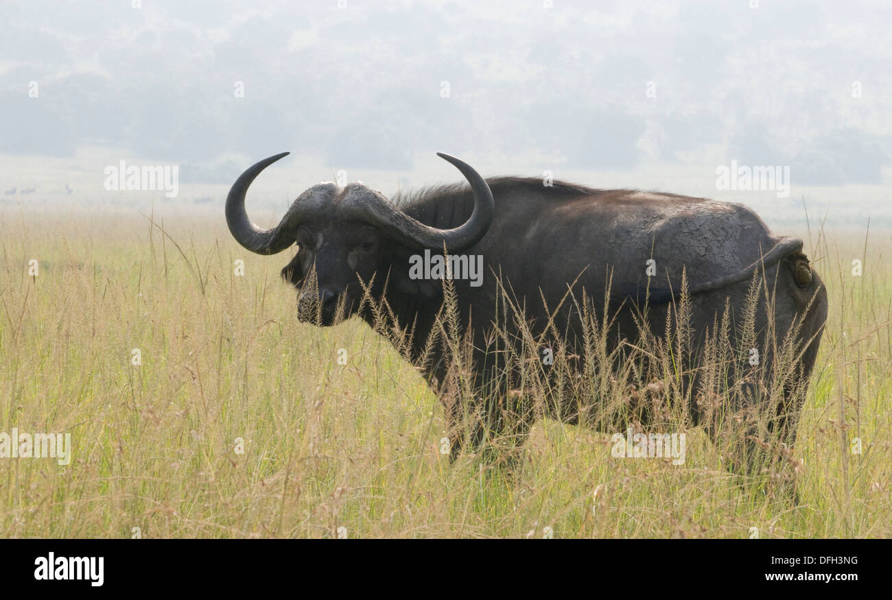 Always continuous hi-res stock photography and images - Alamy