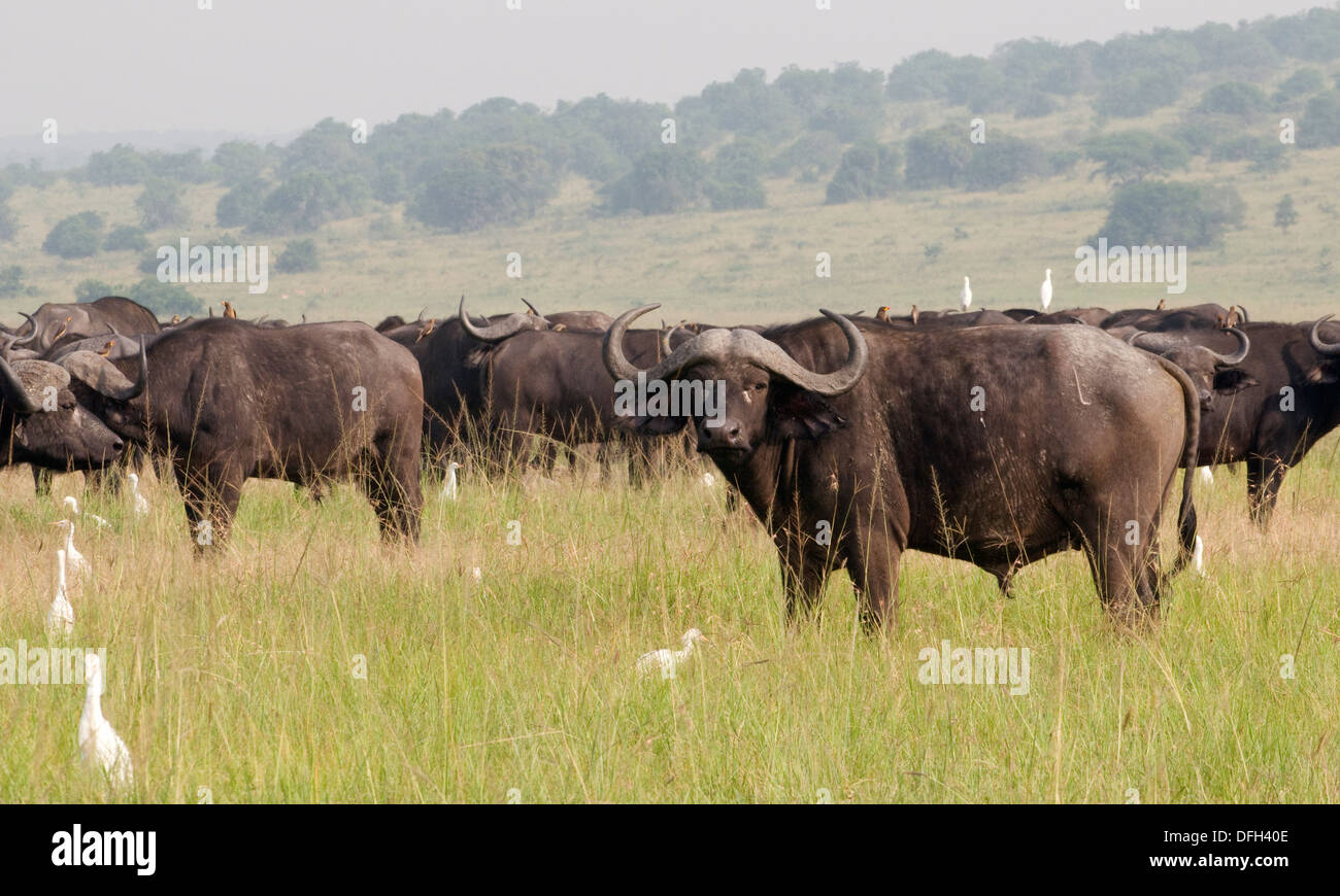 Buffalo rifle hi-res stock photography and images - Alamy