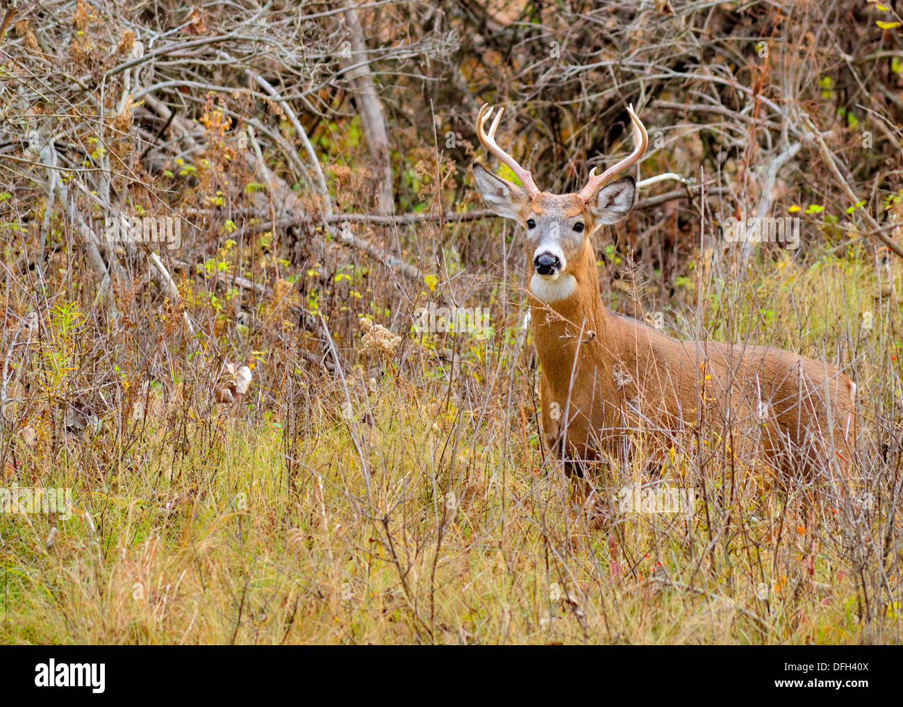 Whitetail Deer Buck standing in a field Stock Photo - Alamy