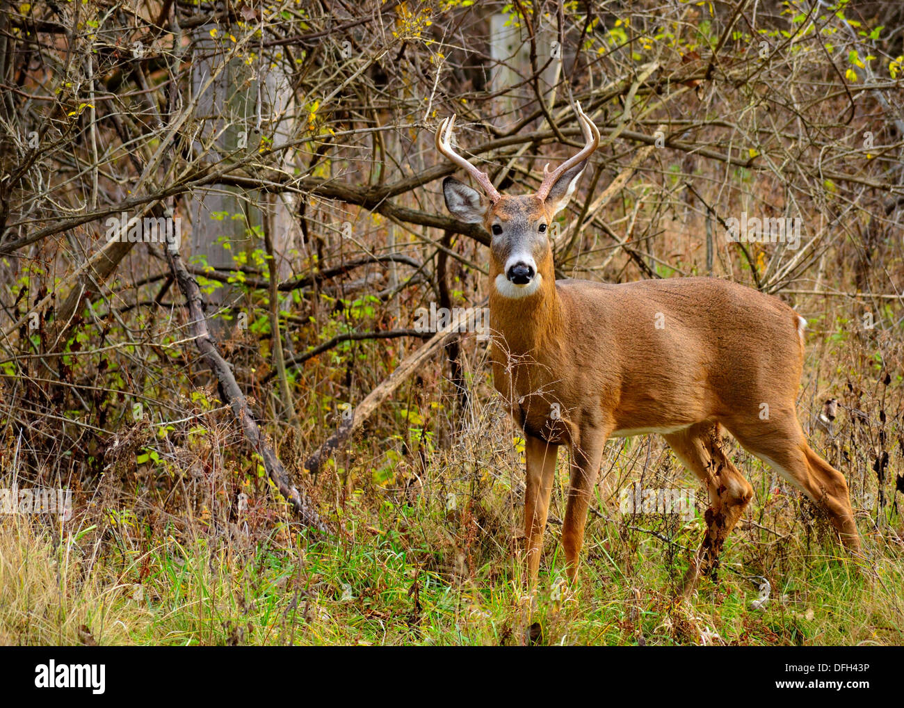Whitetail Deer Buck standing in a field Stock Photo - Alamy