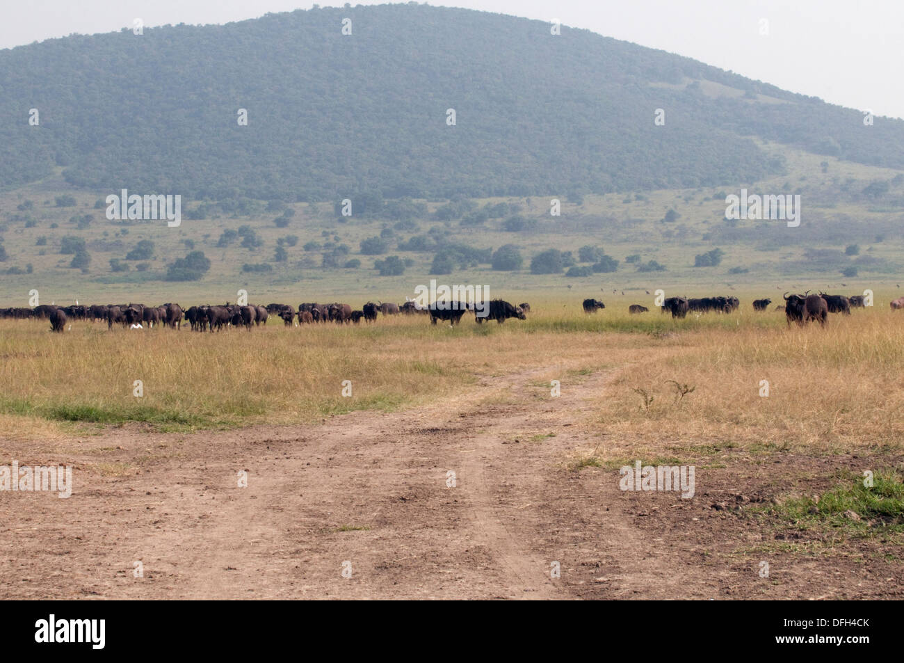 African buffalo Cape buffalo (Syncerus caffer) Northern Akagera ...
