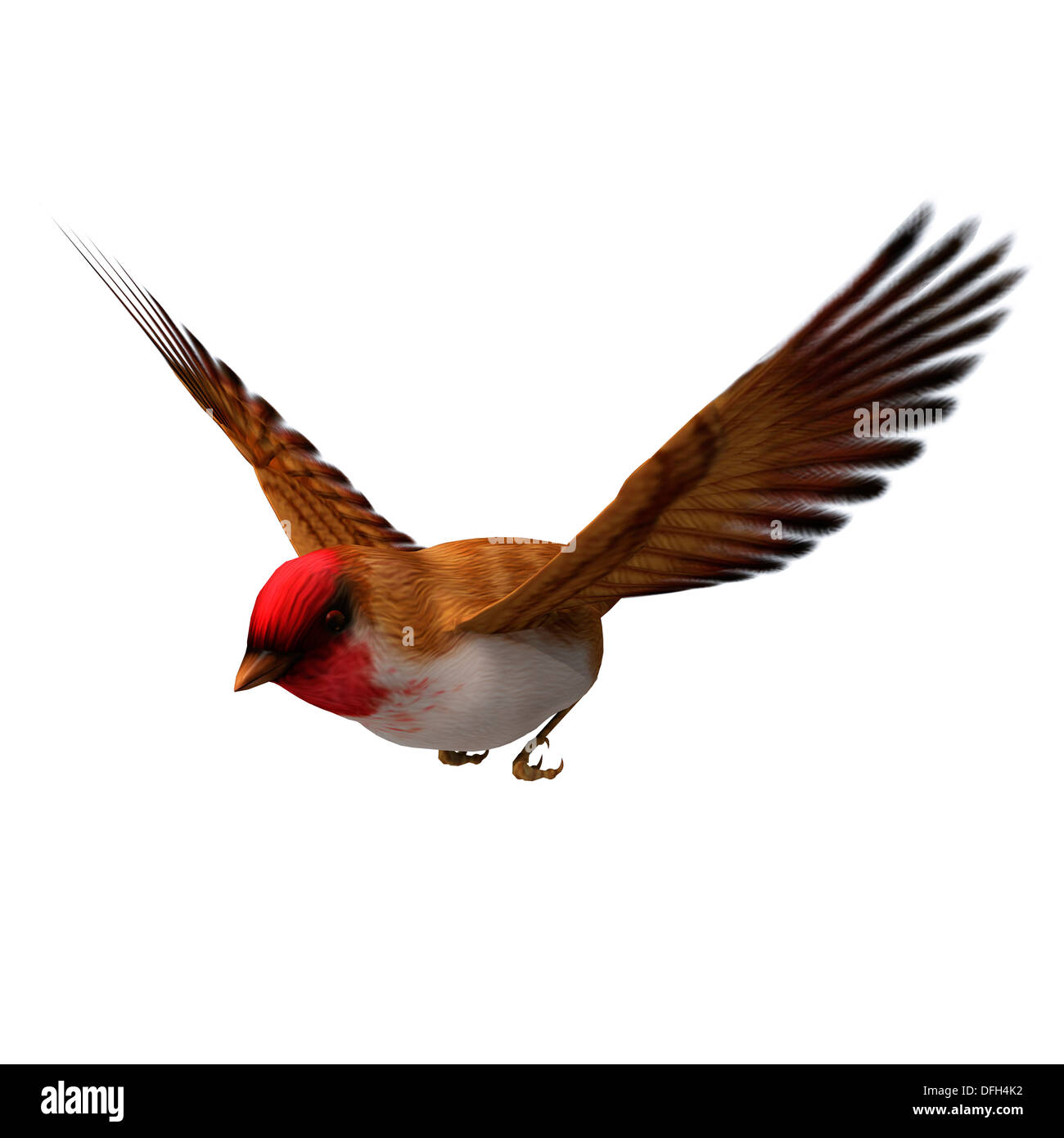 3D digital render of a flying scarlet finch isolated on white ...