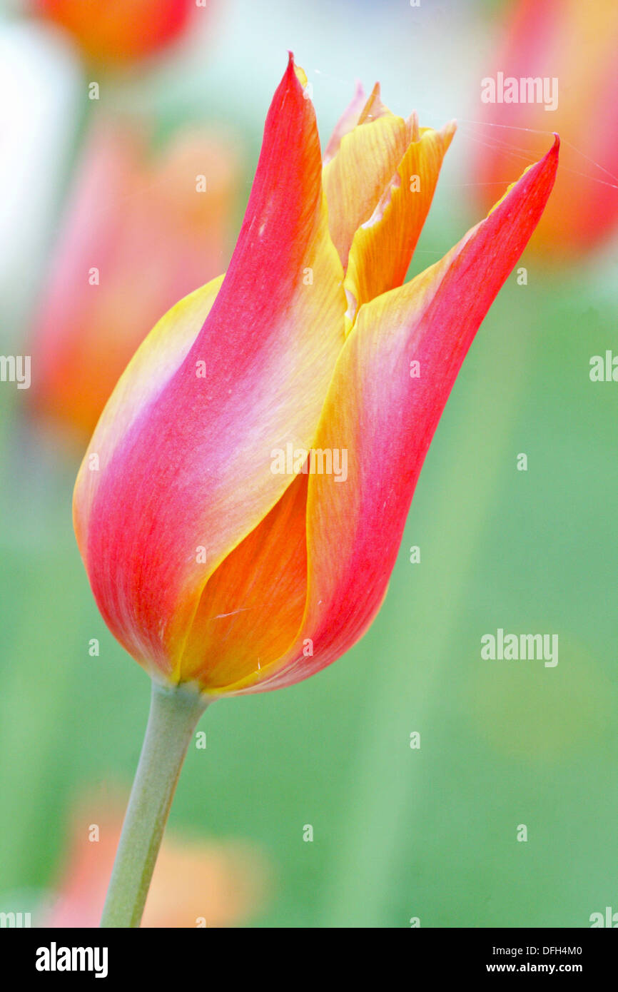 Tightly folded red and gold tulip against green background with other ...