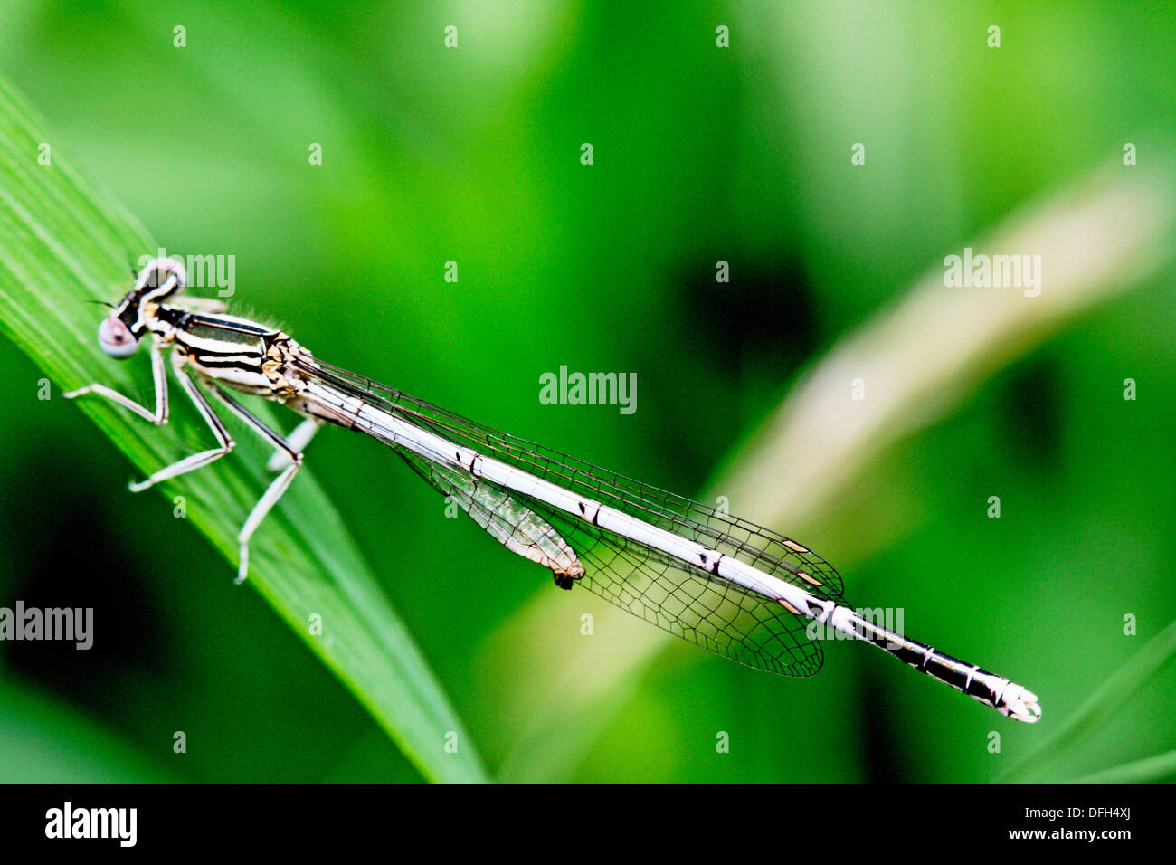 Immature Male White-legged Damselfly, Platycnemis pennipes White with a ...