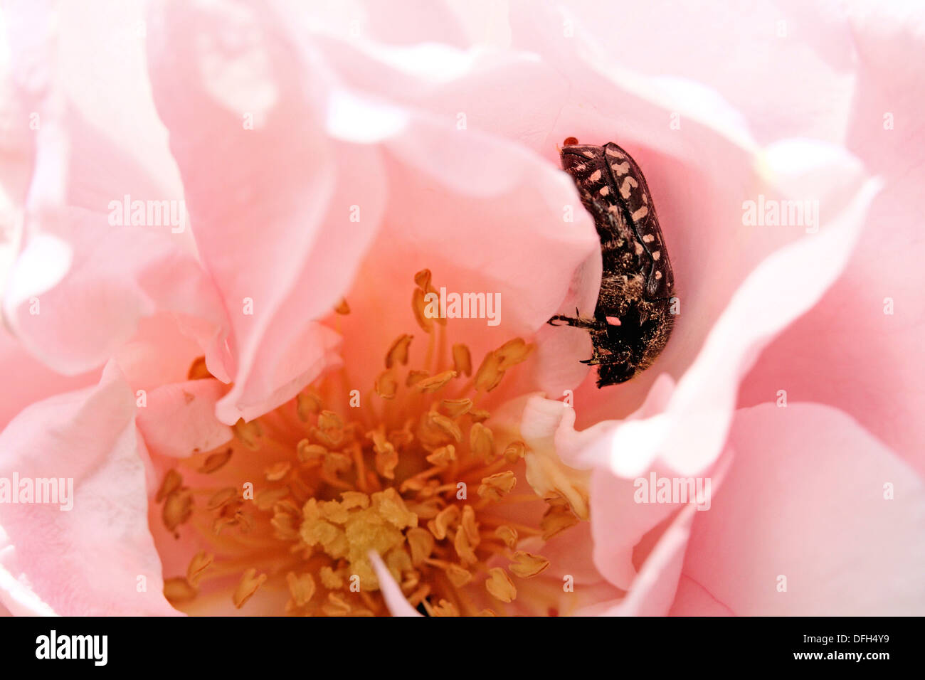 Red mite rose hi-res stock photography and images - Alamy