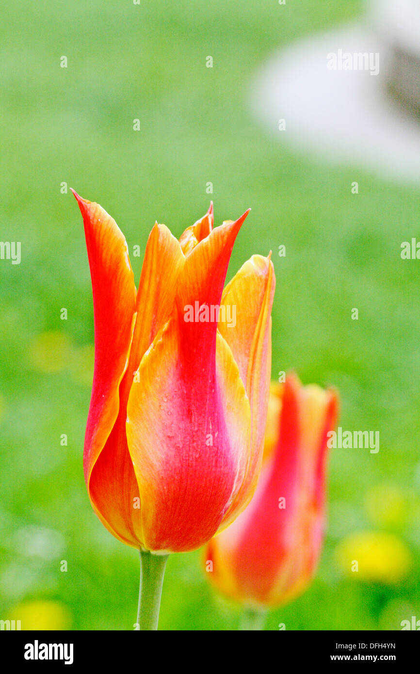 Two red and gold tulips against a blurred green background Stock Photo ...